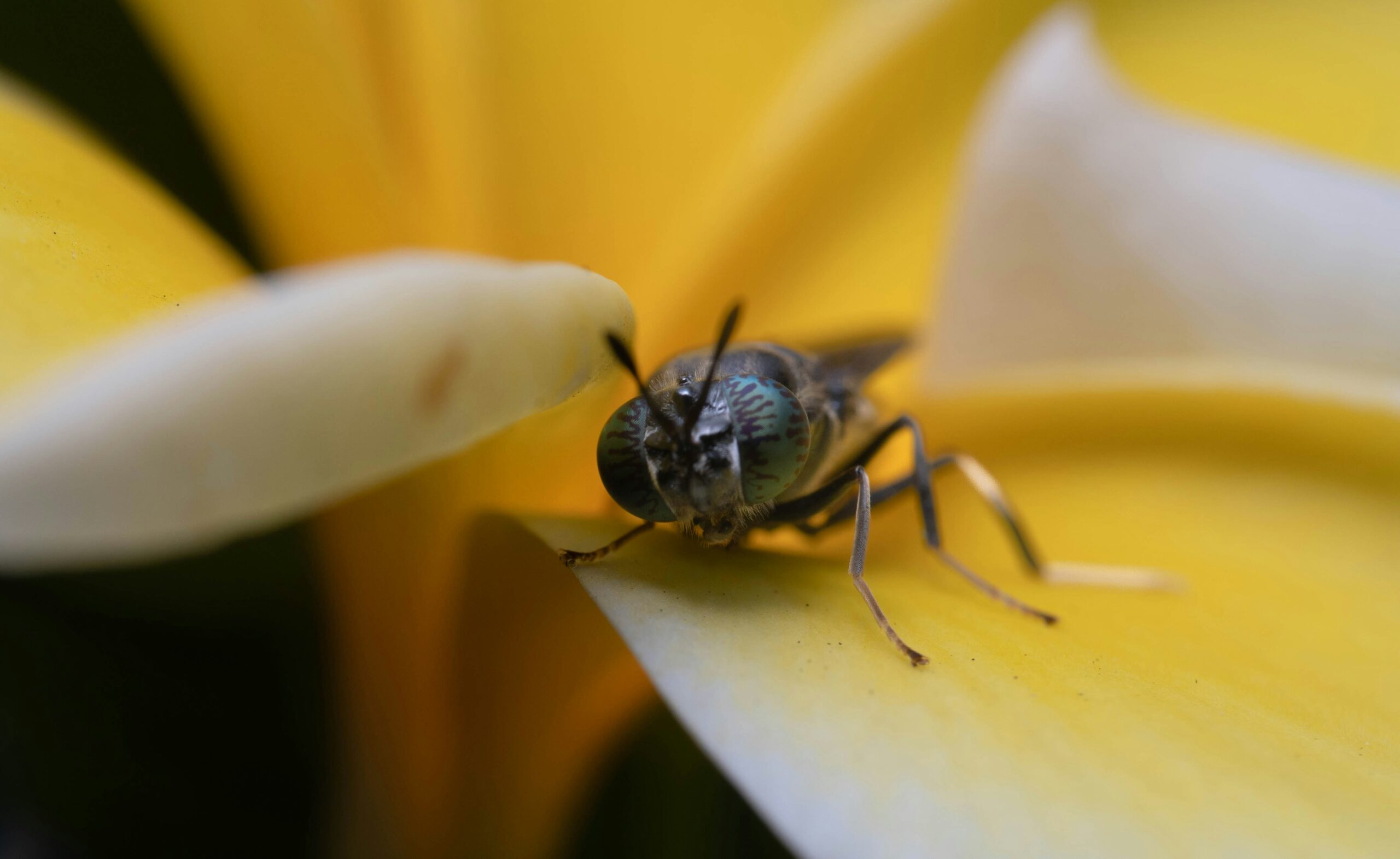 Meghan Barrett on challenging our assumptions about insects - 80,000 Hours
