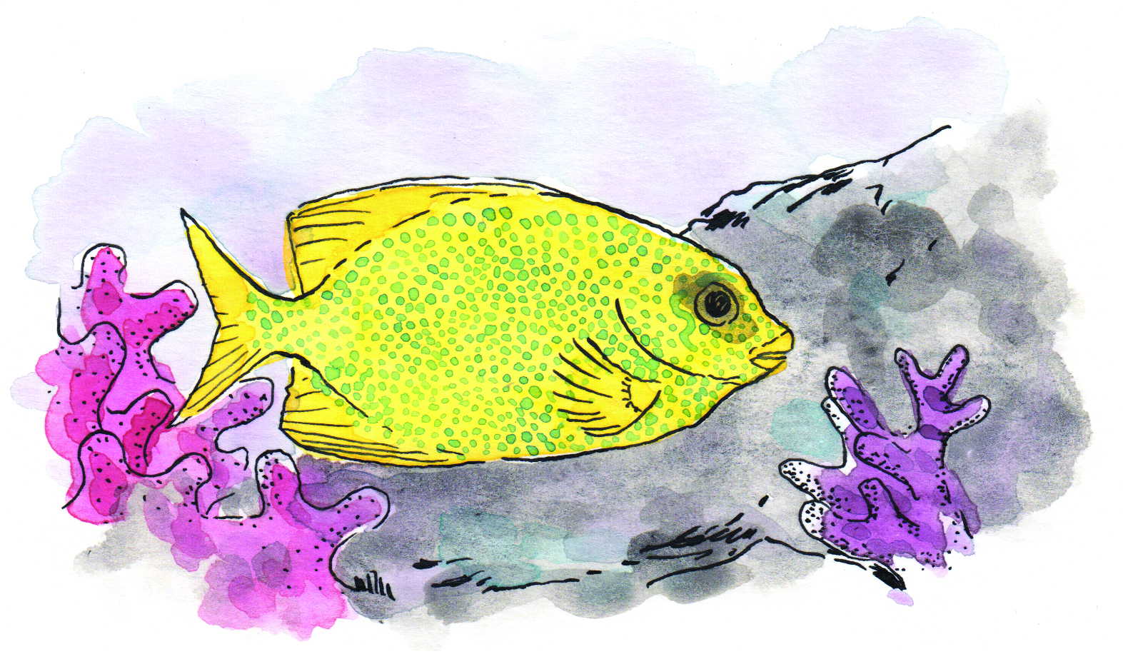 Sébastien Moro on the most insane things fish can do - 80,000 Hours